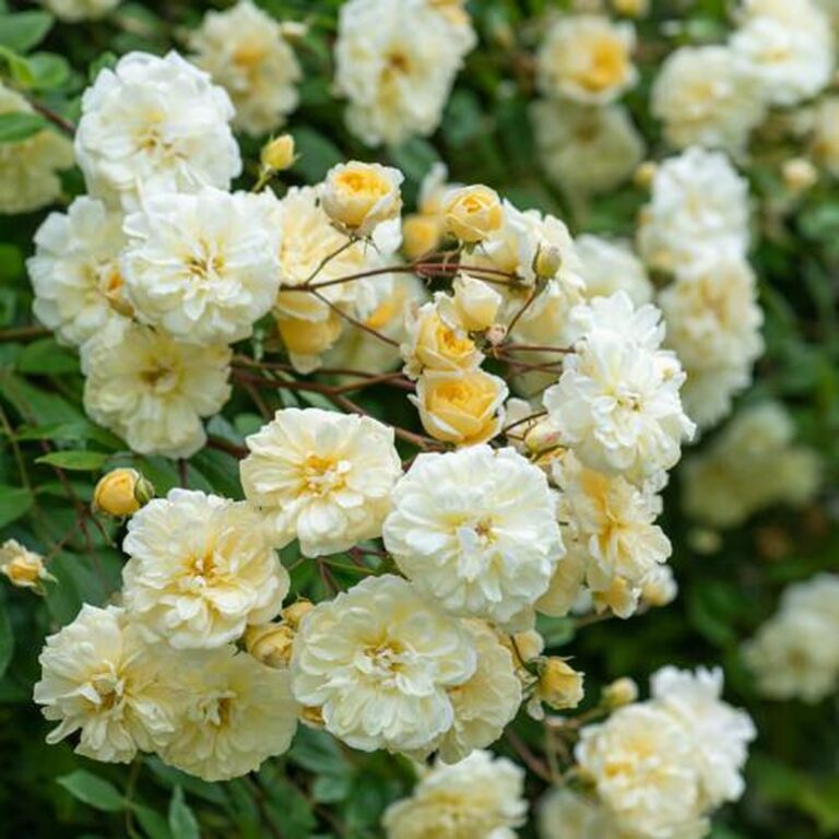 26 Beautiful Shade Tolerant Roses for Your Garden Hideaway