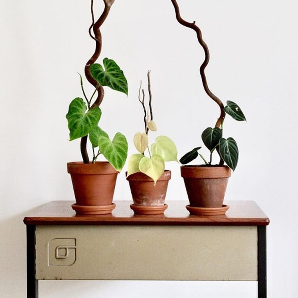 18 Creative Indoor Plant Stake Ideas for Happy Houseplants