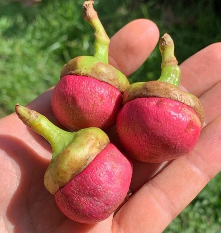 19 Most Fascinating Strange Fruits Around the World