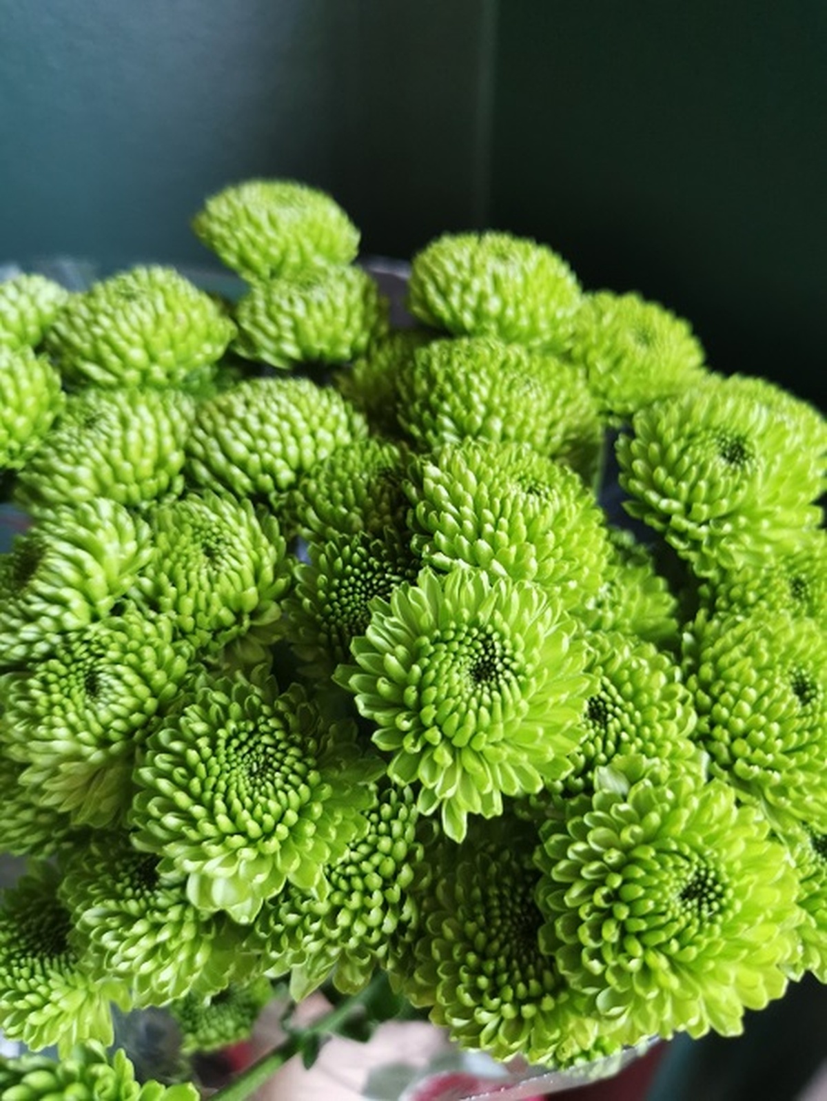 9 Stunning Green Chrysanthemum Varieties and Their Meanings