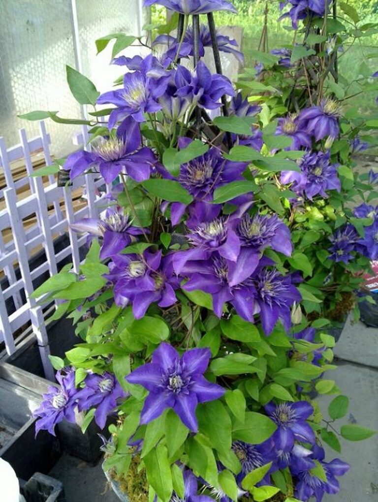 20 Stunning Clematis With Blue Flowers That Brighten Gardens