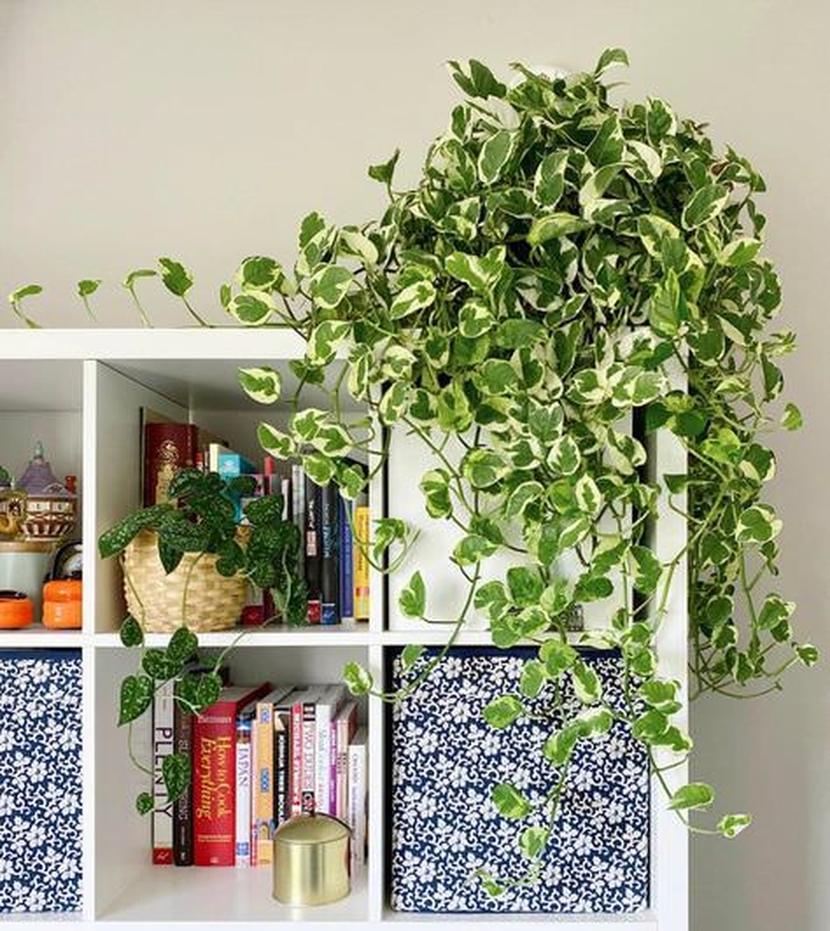 11 Amazing Science-Backed Pothos Plant Benefits