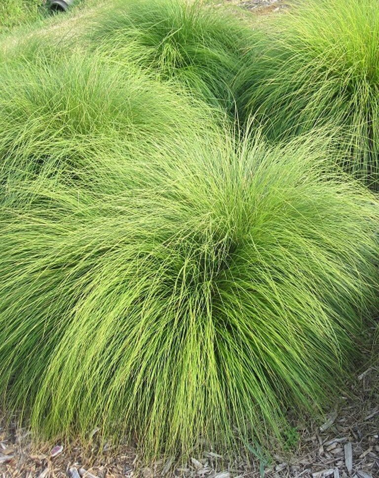 26 Gorgeous Illinois Native Plants for Your Dreamy Garden