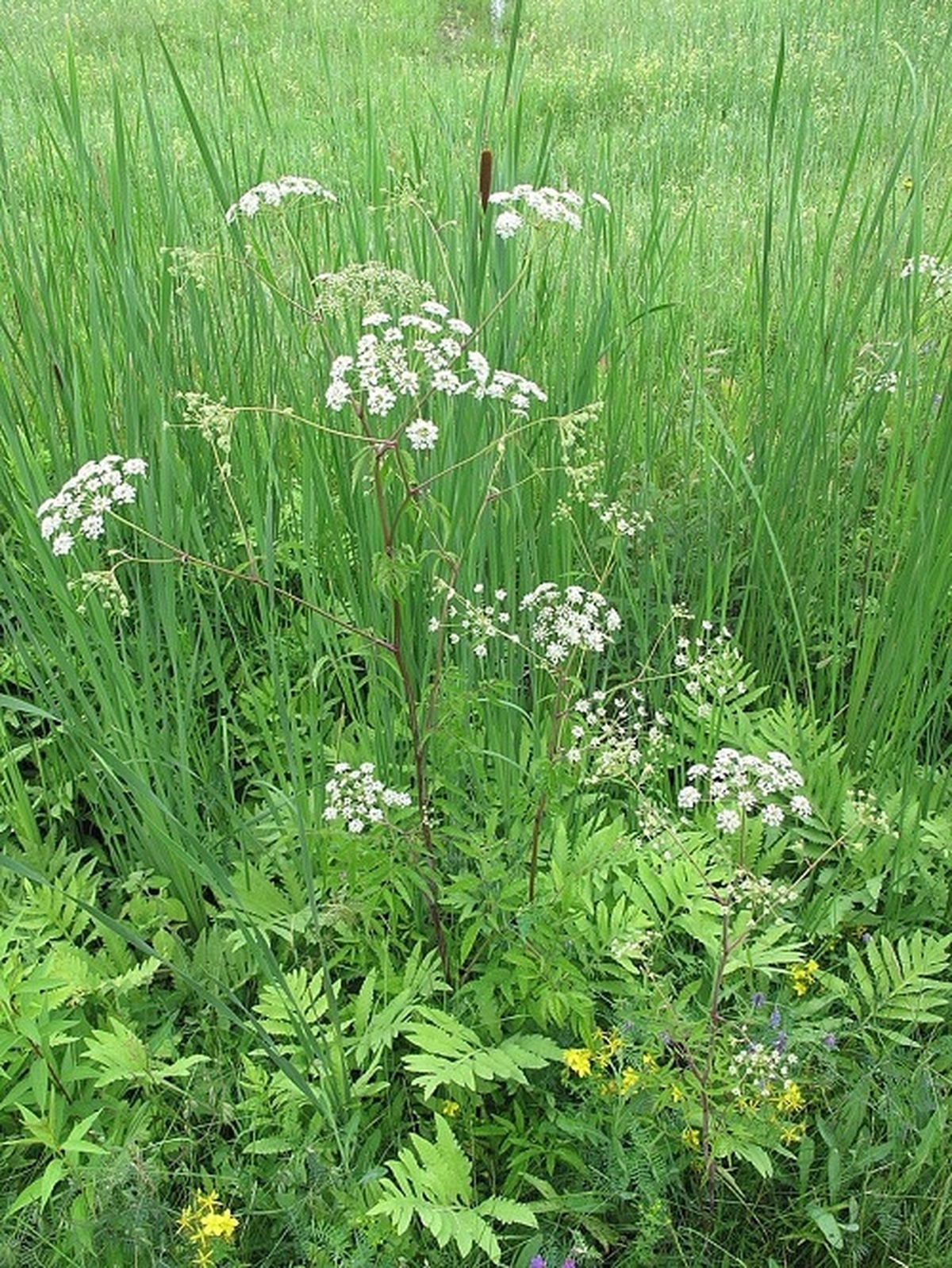14 Deceptive Plants That Look Like Poison Hemlock To Watch Out For