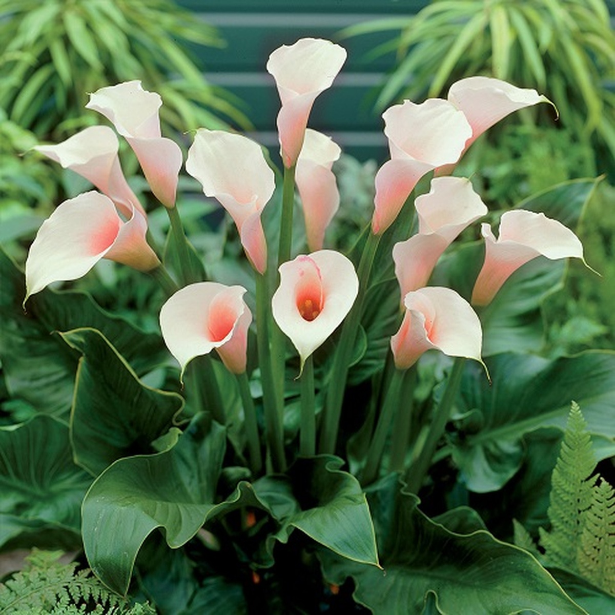 12 Stunning White Calla Lily Varieties to Brighten Your Garden