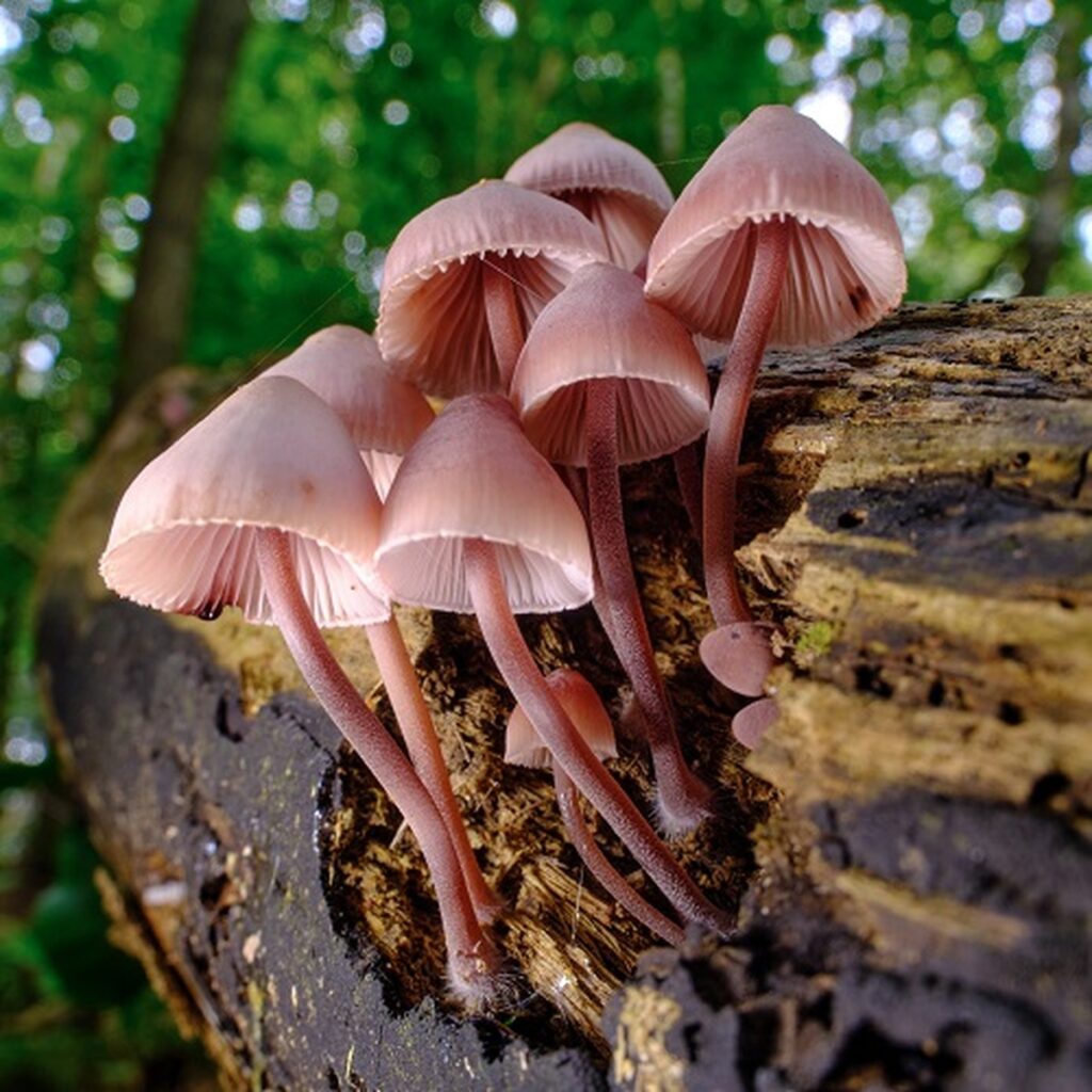 15 Fascinating Red Mushrooms Types: Discover Nature's Gems