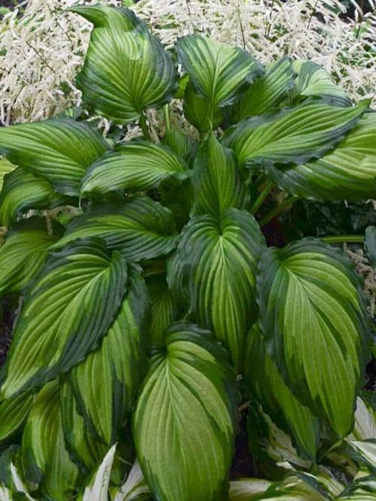 59 Stunning Types of Hostas: Discover These Beautiful Varieties