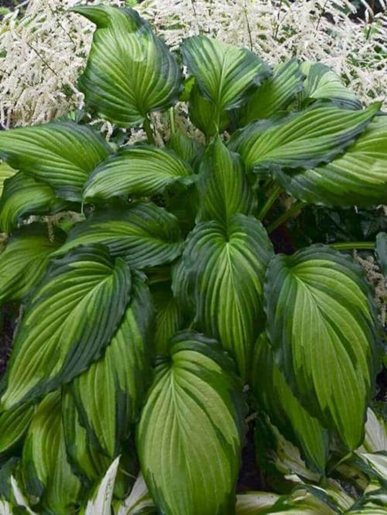 59 Stunning Types of Hostas: Discover These Beautiful Varieties