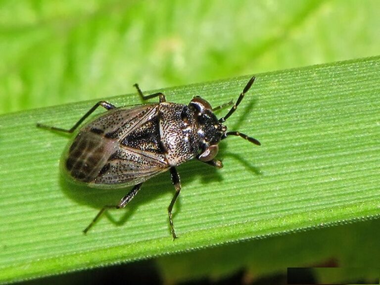 20 Surprising Garden Insects That Actually Help Your Plants Thrive