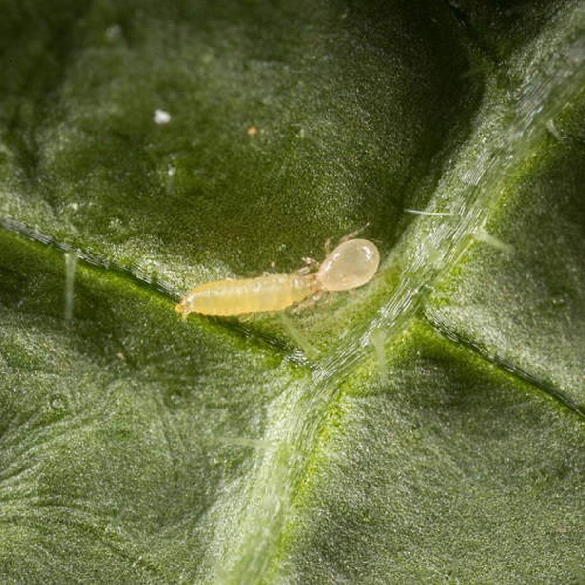 13 Best Ways to Get Rid of Thrips Easily and Effectively