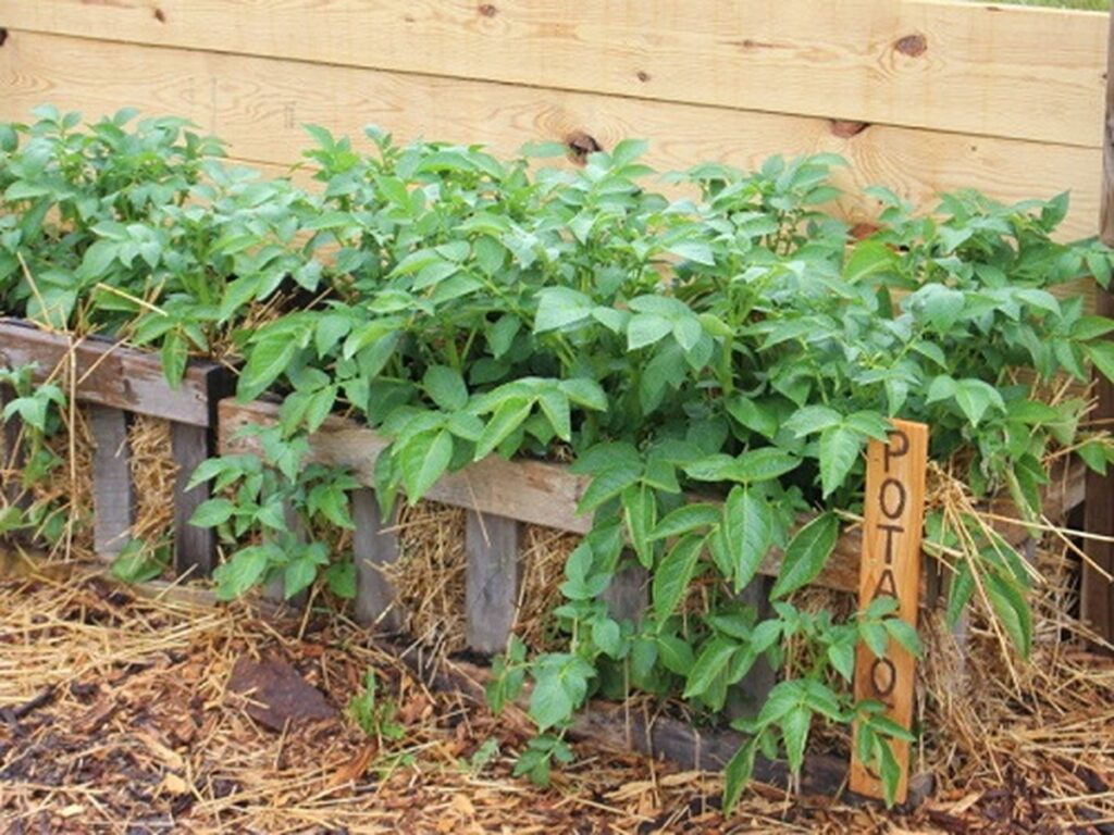 12 Clever DIY Potato Pots for Easy, Dig-Free Growing
