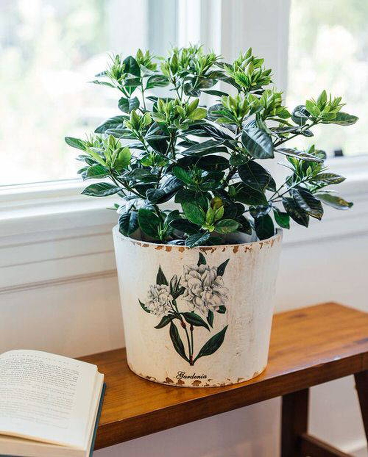 8 Calming Plants for Insomnia and Sleep Apnea That Really Help