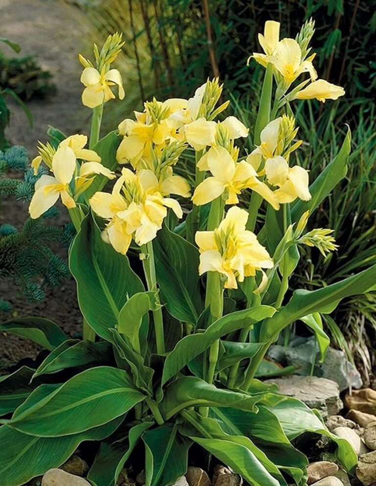 17 Stunning Tall Canna Lily Varieties - How Giant Can They Grow?