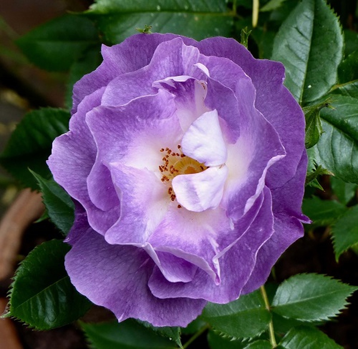 13 Stunning Blue Rose Varieties: Find Your Perfect Blooming Beauty
