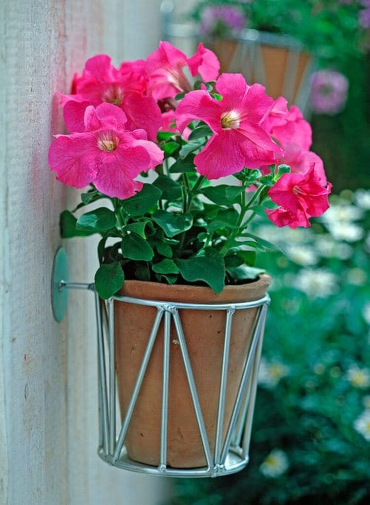 40 Stunning Types of Petunias That Brighten Any Garden