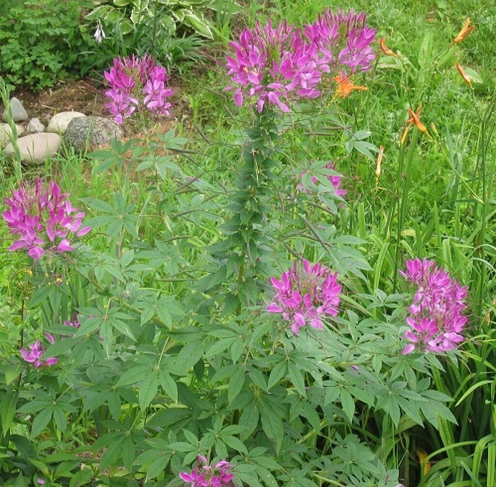 13 Breathtaking Mauve Flowers to Brighten Your Garden