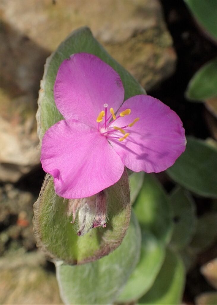 13 Beautiful Flowers That Look Like Cats - Nature's Adorable Mimics