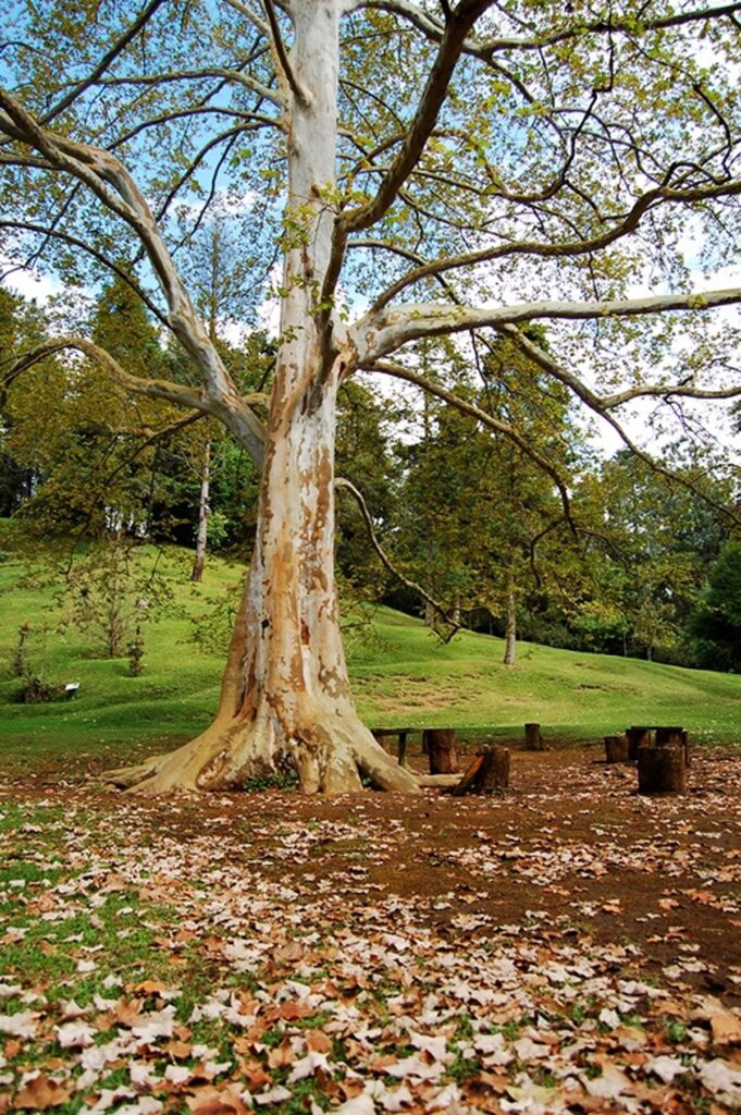 25 Enchanting Trees With Smooth Gray Bark That Stun Year-Round