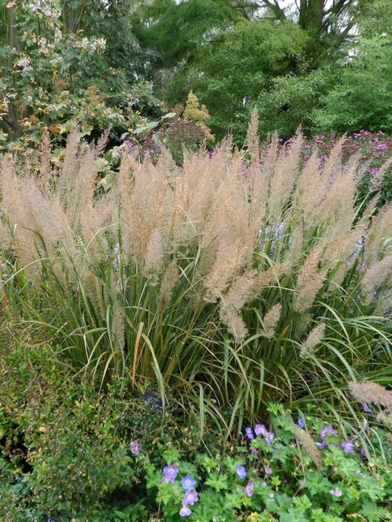 15 Stunning Ornamental Grasses For Shade That Thrive Effortlessly