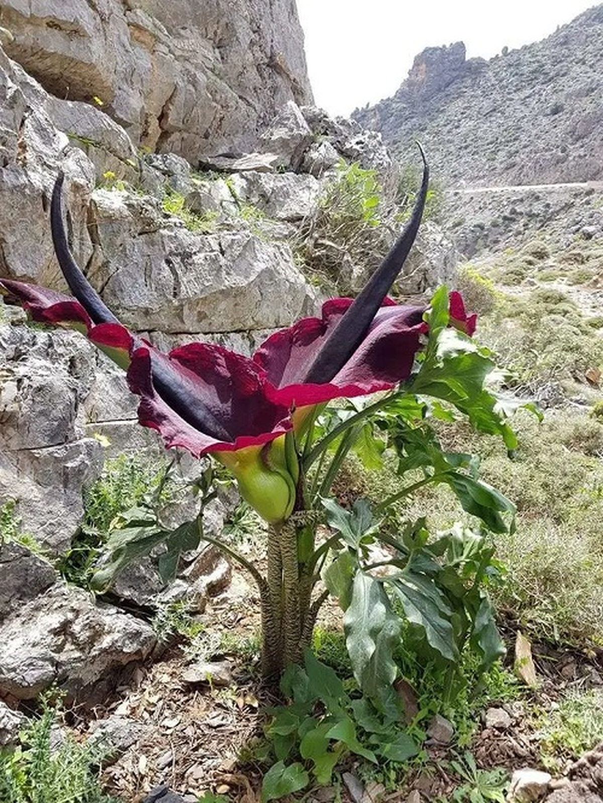 12 Bone-Chilling Scary Flowers That Make Us Cringe