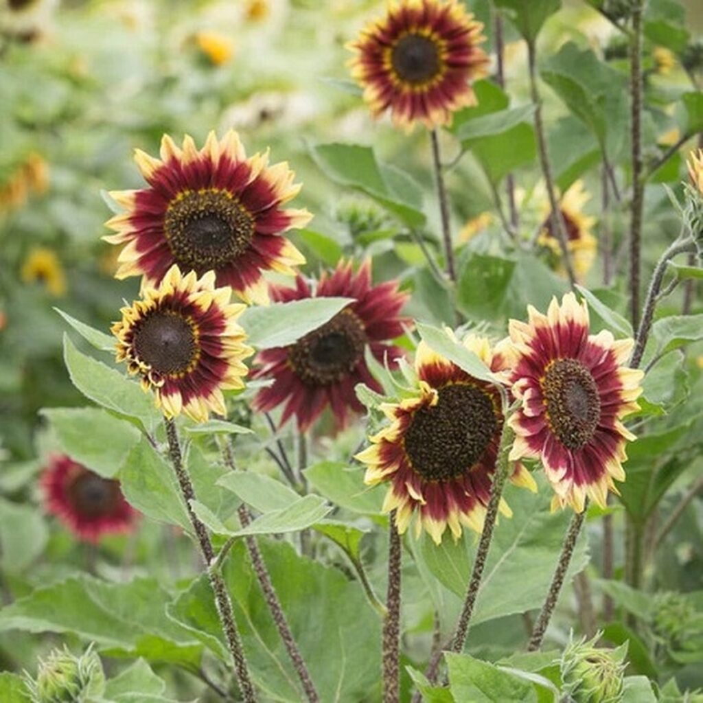 31 Stunning Sunflower Colors That Will Brighten Your Garden