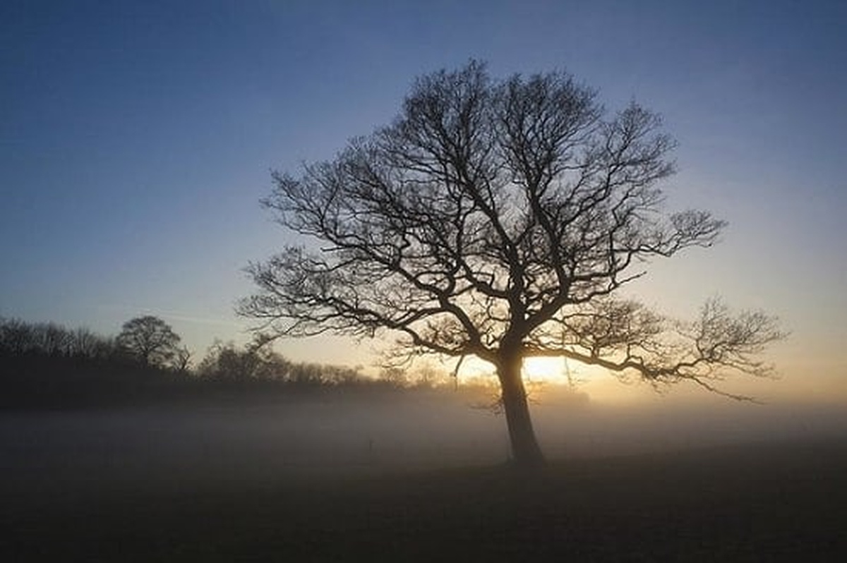 18 Amazing Tree Facts That Will Surprise You