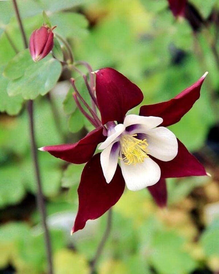 20 Enchanting Maroon Flowers That Beautify Any Garden