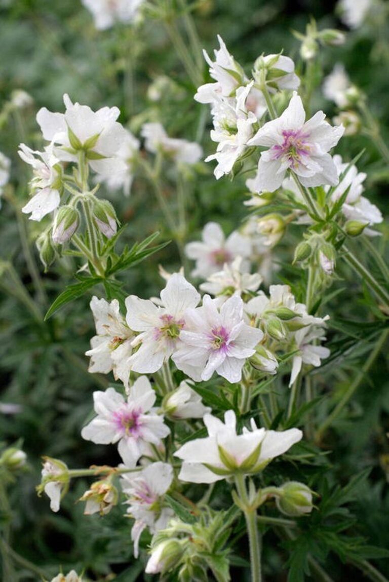 21 Lovely White Geranium Types to Brighten Your Garden