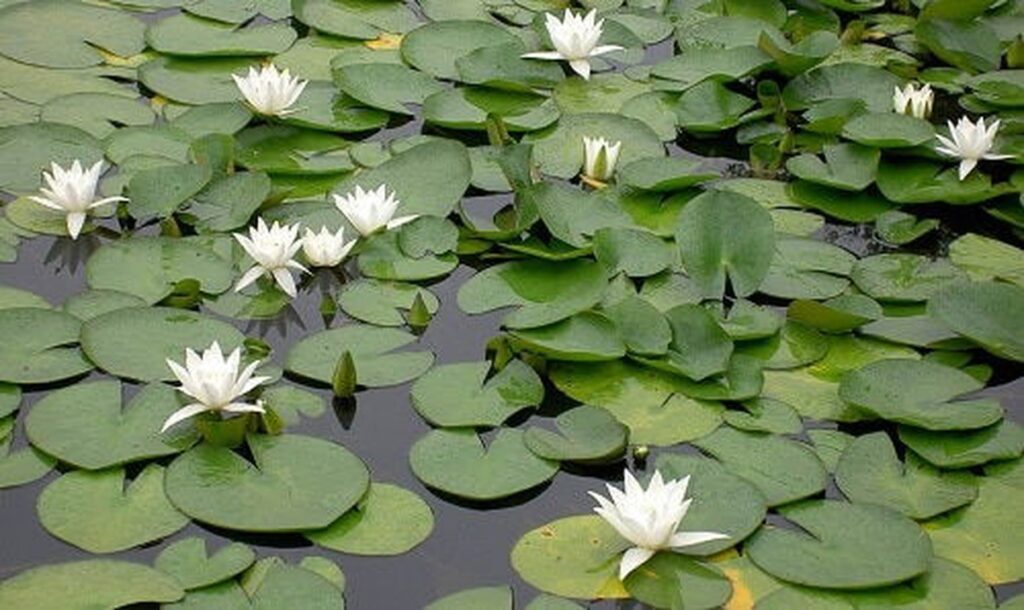 20 Charming Miniature Water Lily Varieties for Your Container Water Garden