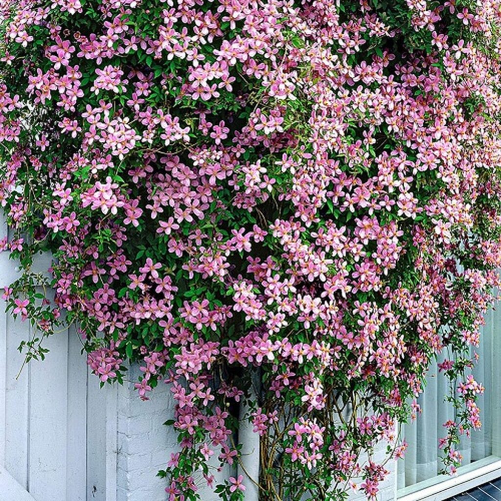 27 Gorgeous Pink and White Flowers to Brighten Your Garden