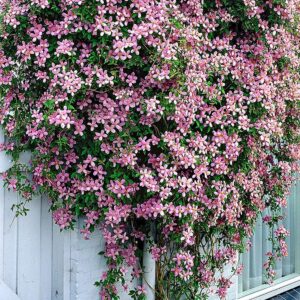 27 Gorgeous Pink and White Flowers to Brighten Your Garden