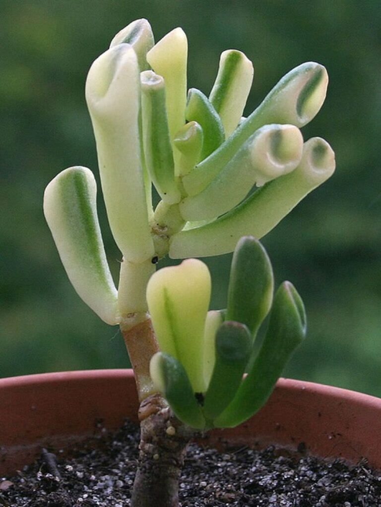 33 Stunning Types of Jade Plants to Brighten Any Space