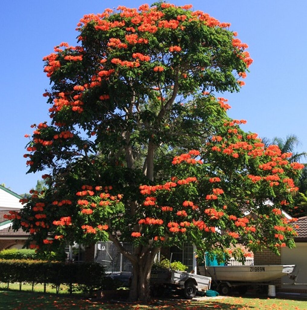 16 Amazing Trees That Start With A: Nature's Hidden Gems