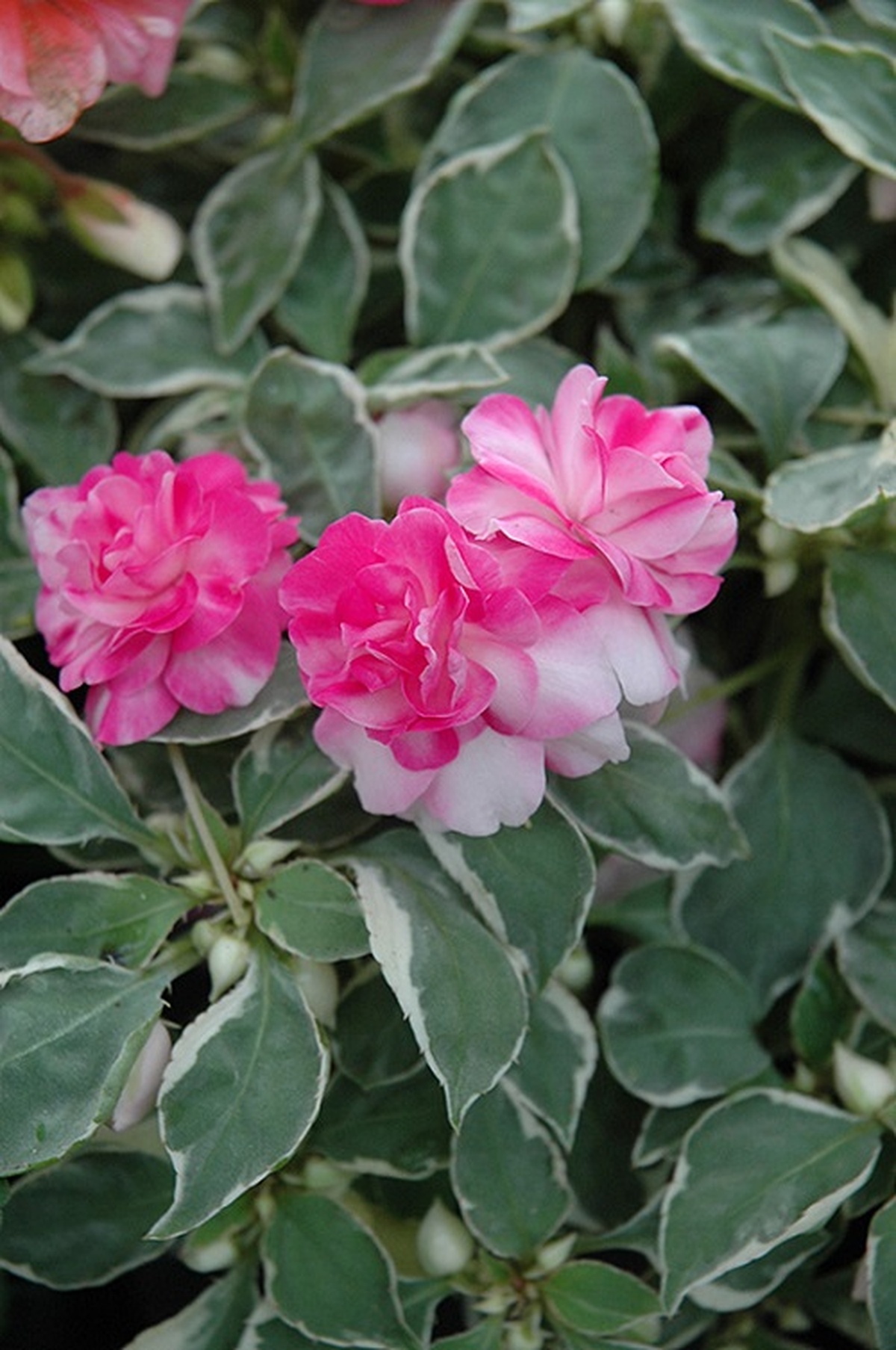 7 Stunning Variegated Impatiens Varieties to Brighten Your Garden