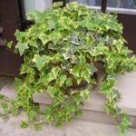 26 Stunning Types of Ivy Houseplants for Your Green Haven