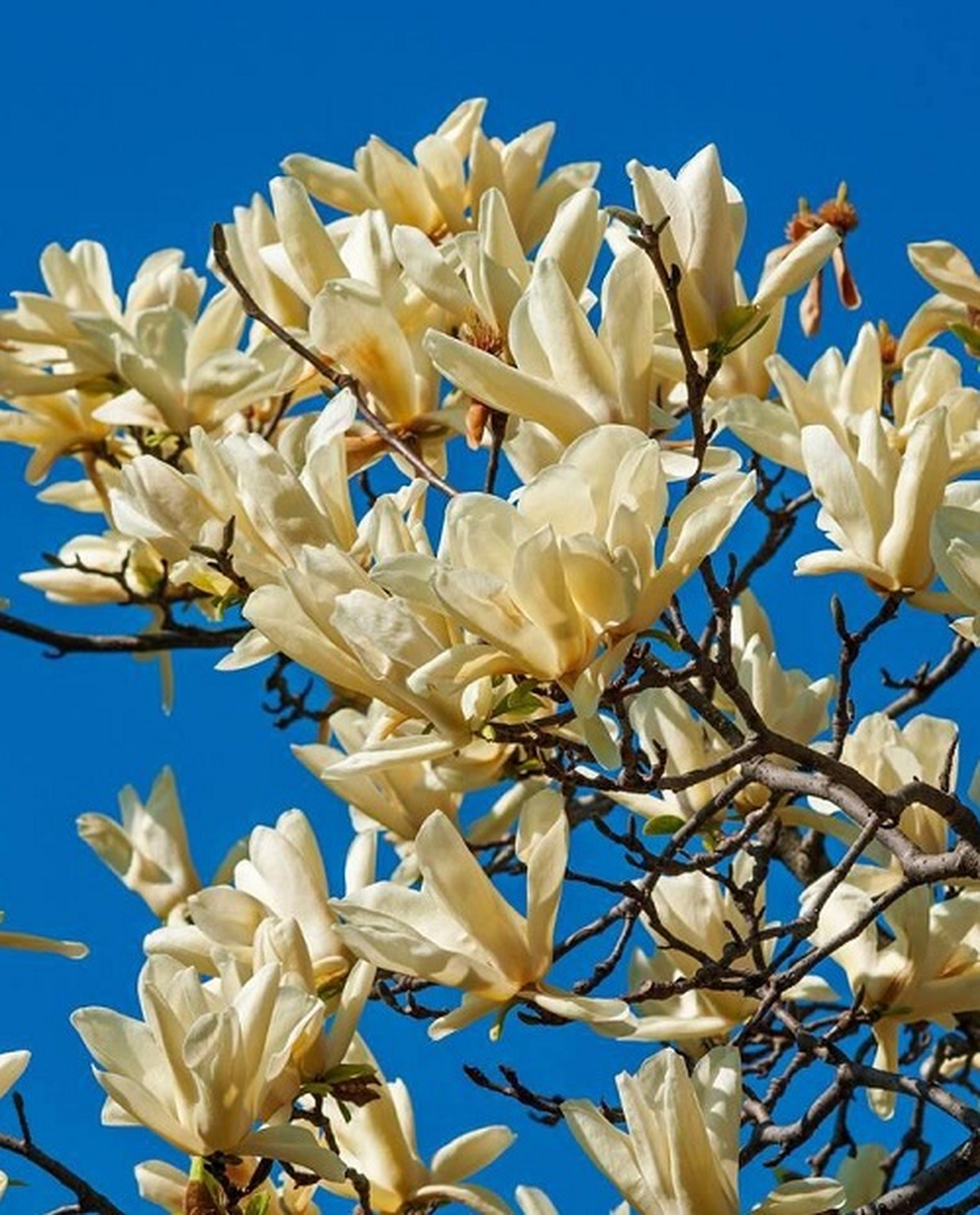 10 Stunning Ivory Flowers That'll Brighten Your Garden