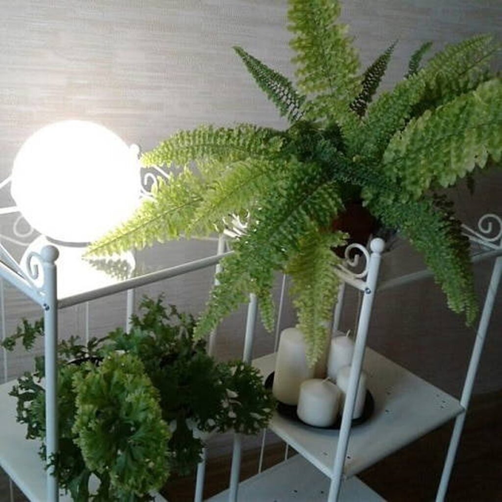 47 Most Beautiful Ferns To Grow That Thrive In Containers