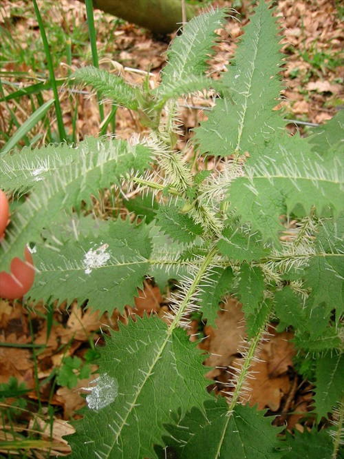 8 Painful Plants with Stinging Hairs to Watch Out For