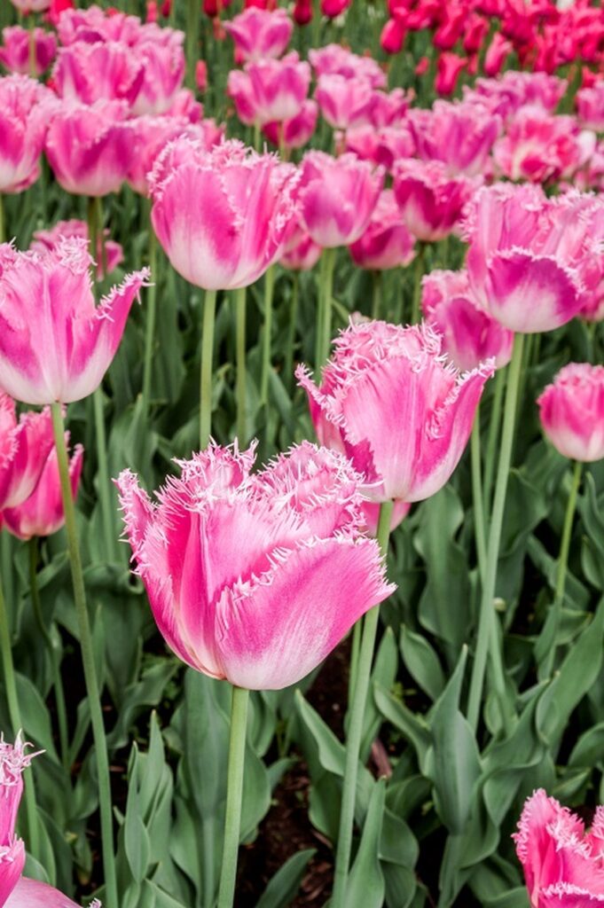 27 Beautiful Pink Tulip Types with Meanings