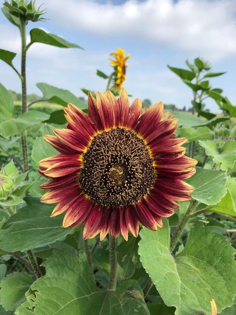 9 Gorgeous Pink Sunflower Varieties to Brighten Your Garden