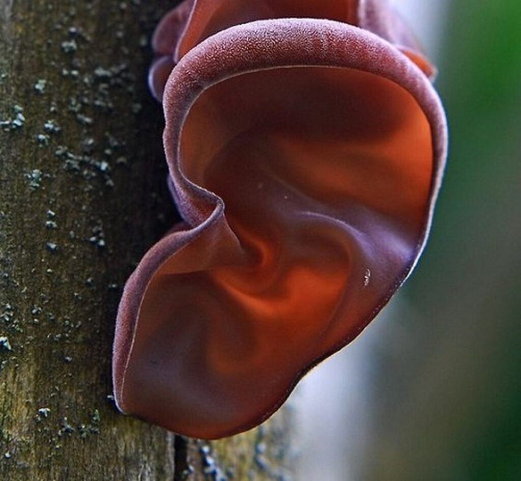 17 Amazing Plants That Look Like Human Body Parts