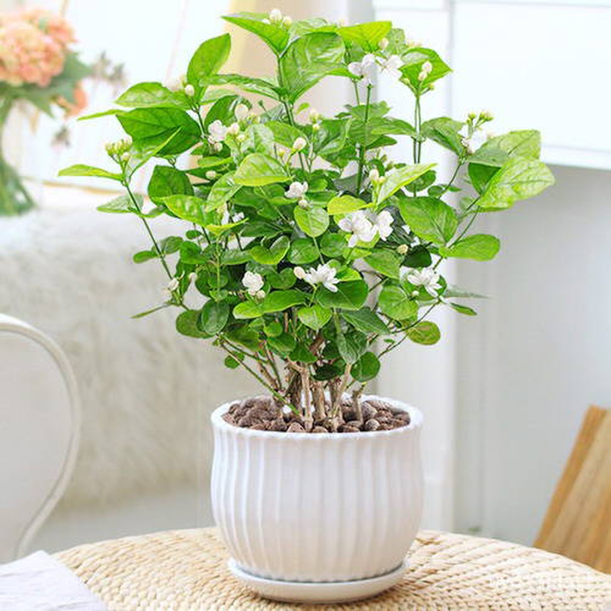 8 Calming Plants for Insomnia and Sleep Apnea That Really Help