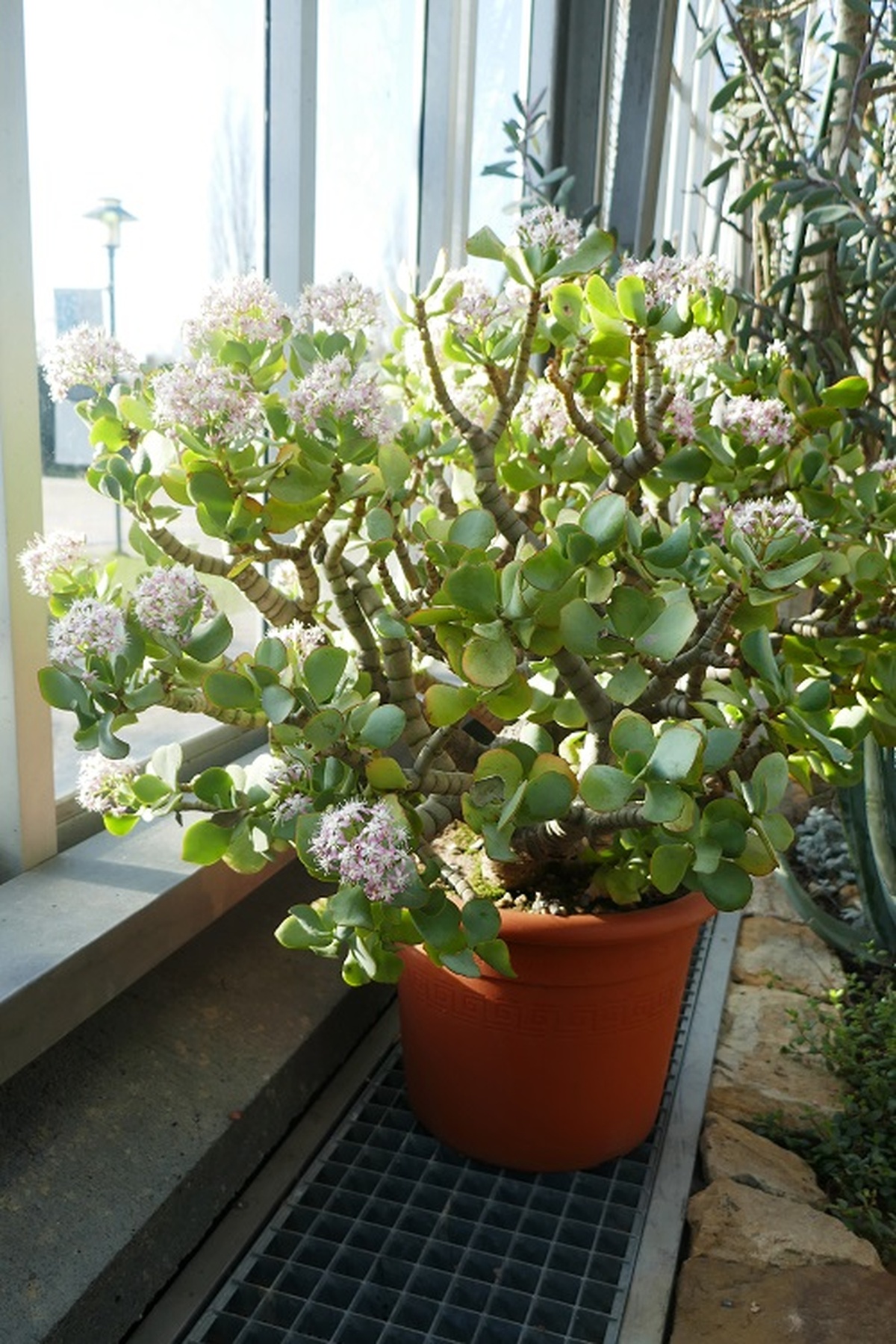 11 Stunning Types of Jade Plants that Flower - Magical Blooms!