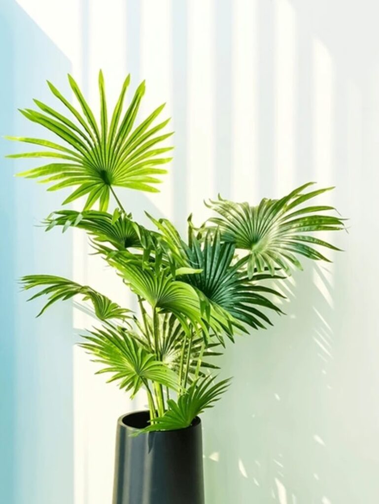 16 Amazing Small Palm Trees That Thrive in Tiny Spaces