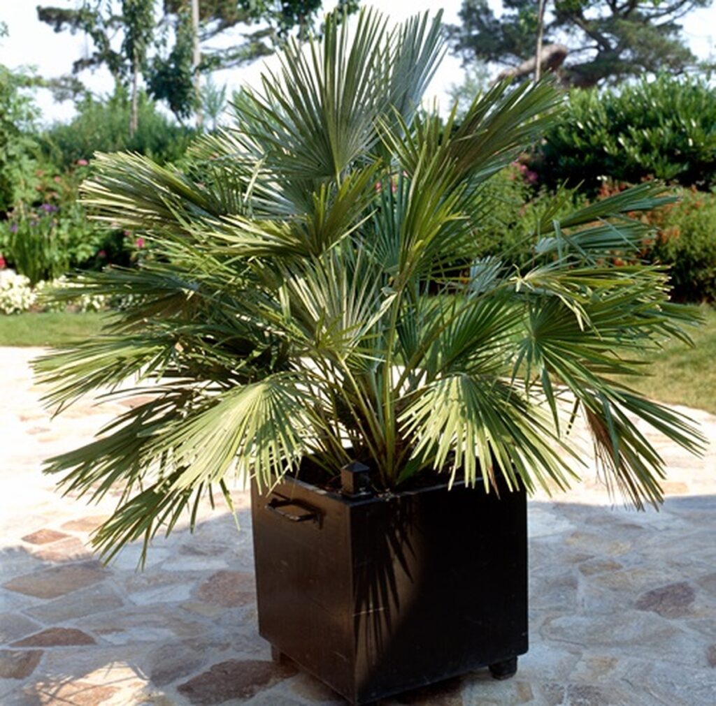 16 Amazing Small Palm Trees That Thrive in Tiny Spaces