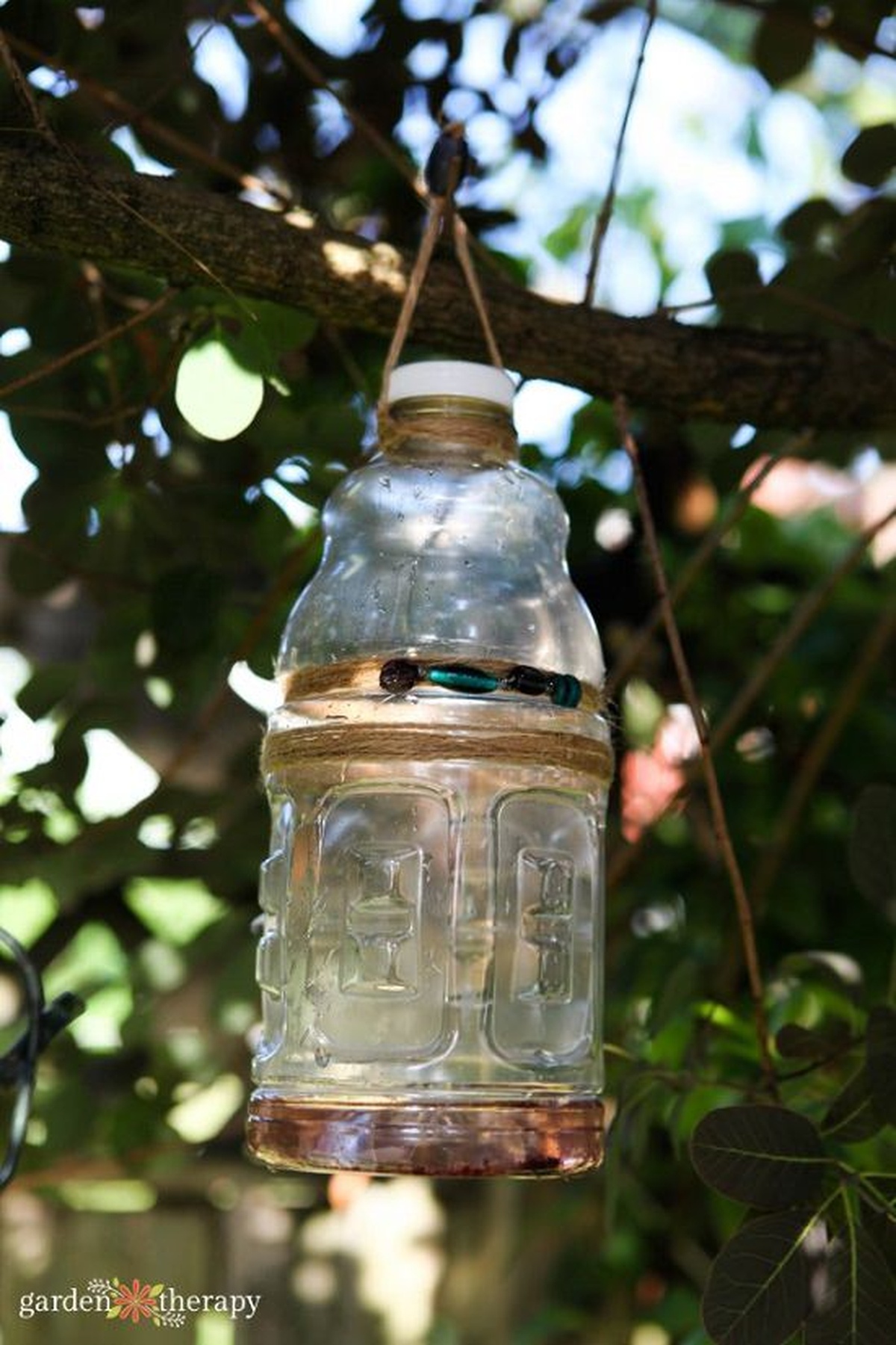 7 Brilliant DIY Wasp Trap Ideas for Garden - Buzz Be Gone!