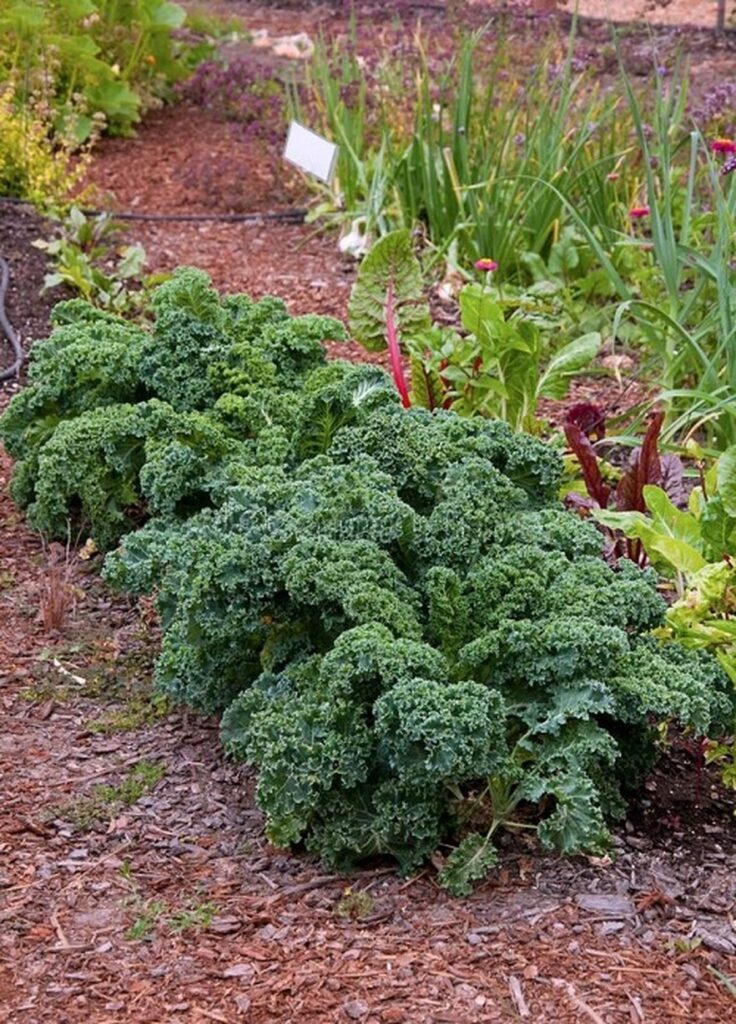 18 Surprising Man Made Vegetables That Will Amaze You