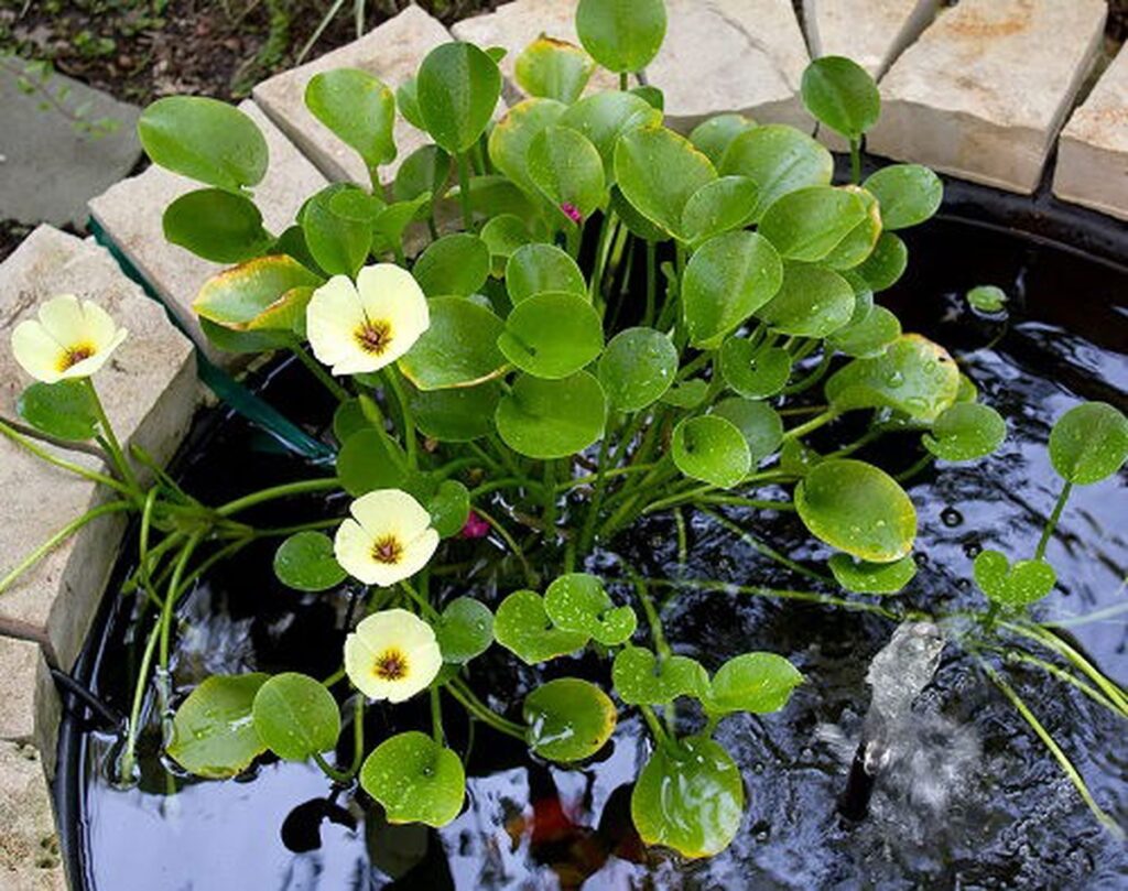 10 Stunning Floating Flowers That Float in Water Beautifully
