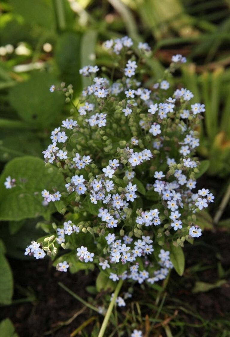 30 Stunning Weeds with Blue Flowers That Brighten Any Garden