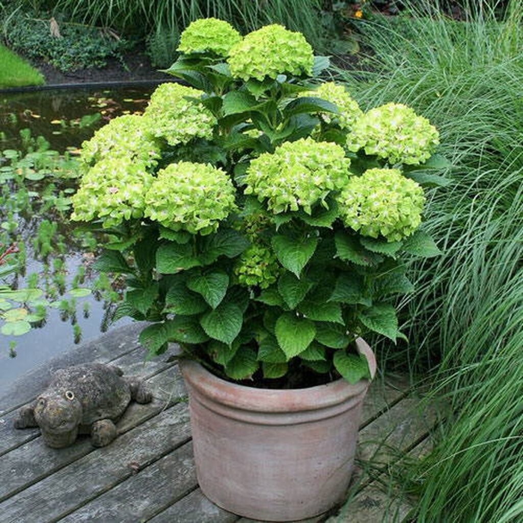 24 Stunning Pictures of Container Gardening with Hydrangeas